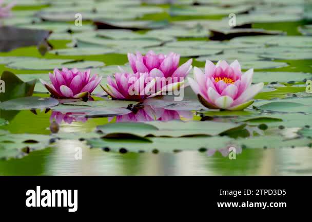 Flora de agua Stock Videos & Footage - HD and 4K Video Clips - Alamy