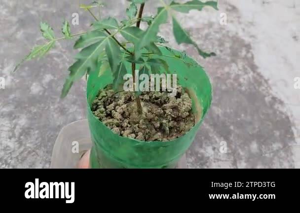 Indian Neem seedling plant root and stem growing in plastic bottle ...