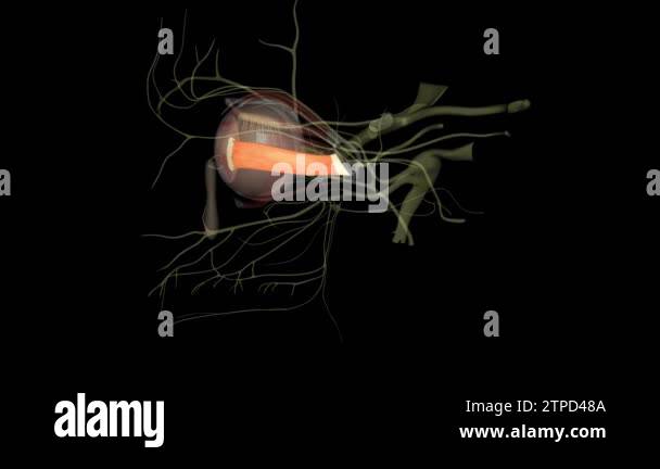 The medial rectus is an adductor, and functions along with the lateral ...