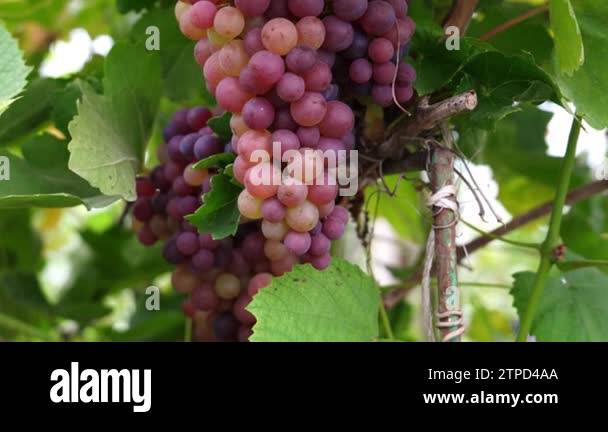Grapes on vine bunch Stock Videos & Footage - HD and 4K Video Clips - Alamy