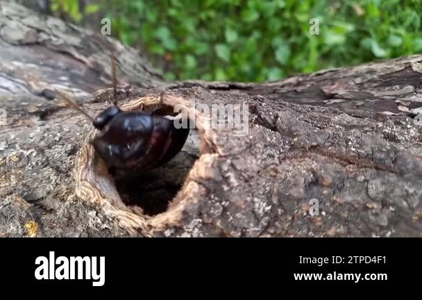 large Madagascar hissing cockroach crawling on tree. Gromphadorhina ...
