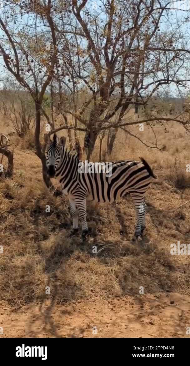 Safari stripe Stock Videos & Footage - HD and 4K Video Clips - Alamy