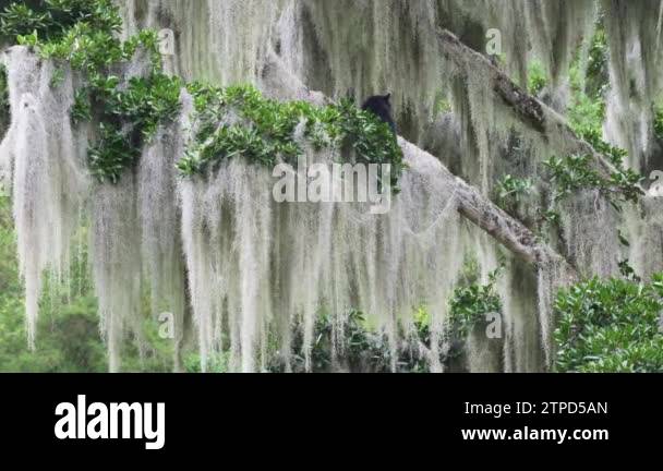 spectacled bear, Tremarctos ornatus, native to the forests of the ...