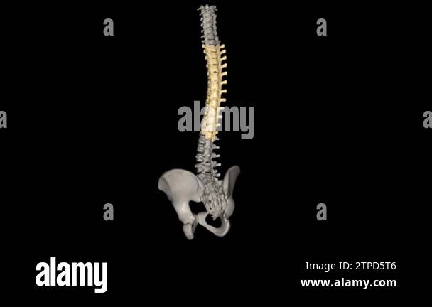 In vertebrates, thoracic vertebrae compose the middle segment of the ...