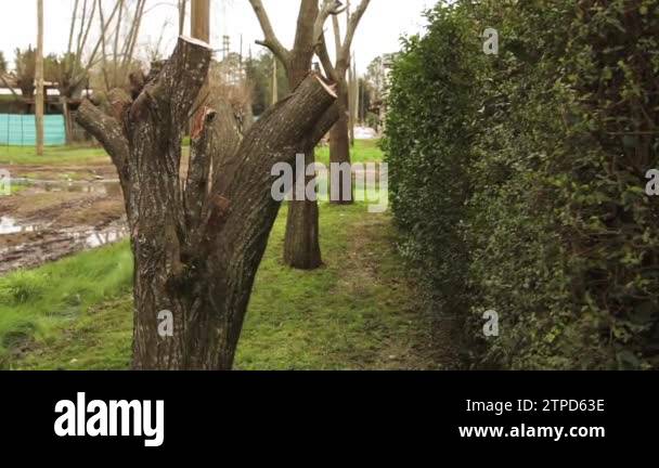 Tree cut Stock Videos & Footage - HD and 4K Video Clips - Alamy