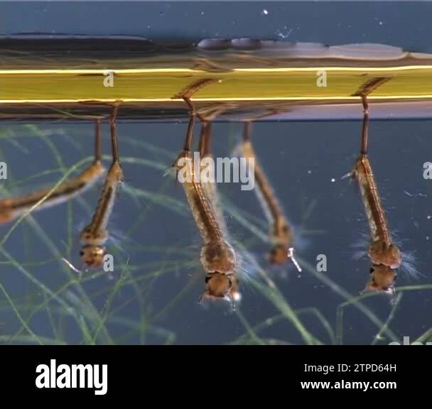 Mosquito, Larvae and Pupae in polluted water. Culex pipiens (the common ...