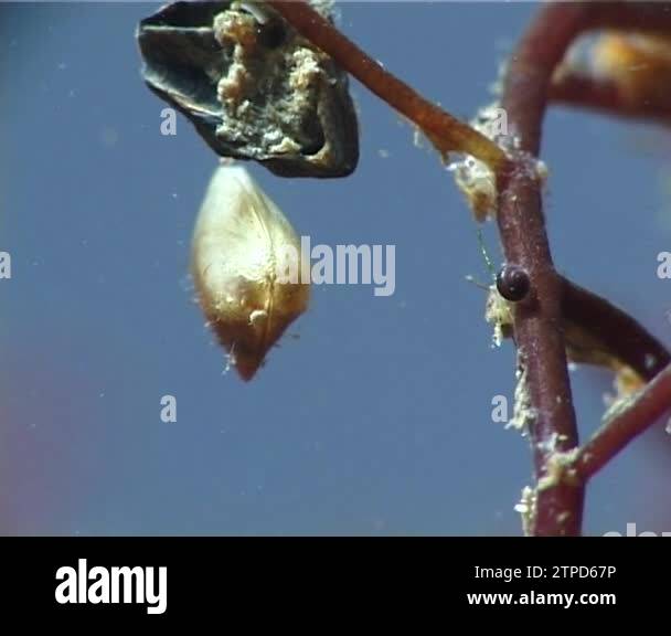 Idothea baltica Stock Videos & Footage - HD and 4K Video Clips - Alamy