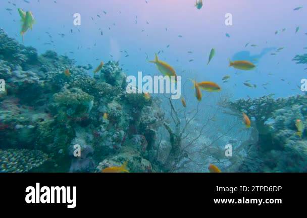 Scuba diver coral reef tropical fish Stock Videos & Footage - HD and 4K ...