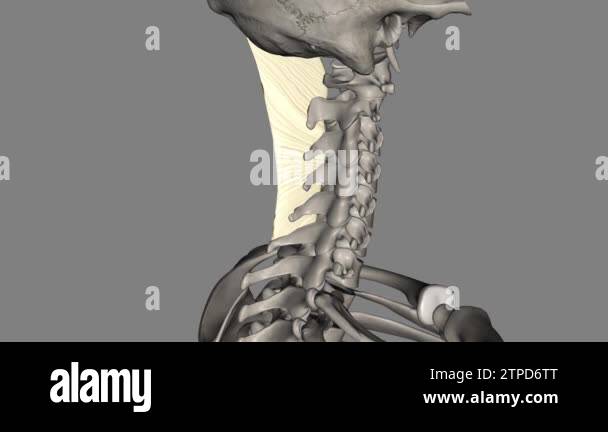 Nuchal Stock Videos & Footage - HD and 4K Video Clips - Alamy