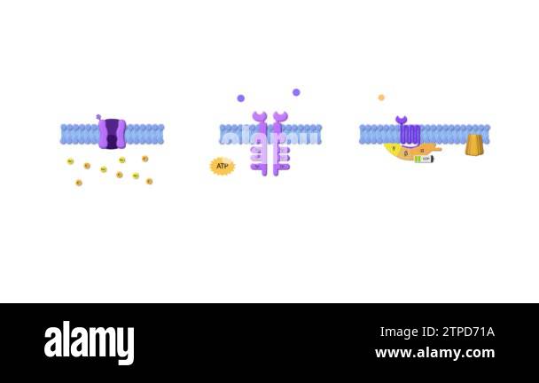 Enzyme activation Stock Videos & Footage - HD and 4K Video Clips - Alamy