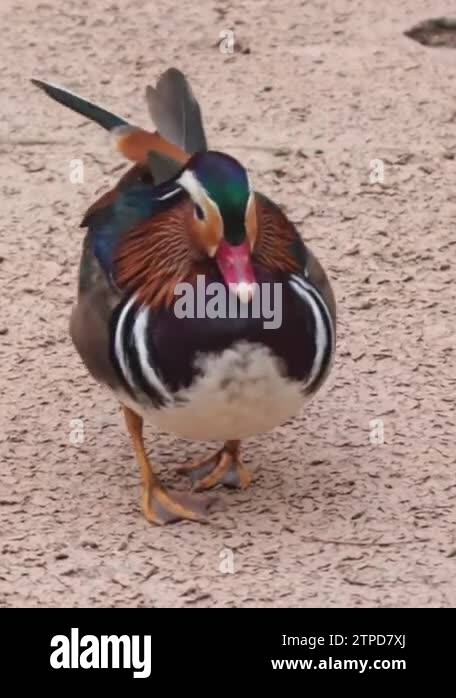 Pausing for a moment Stock Videos & Footage - HD and 4K Video Clips - Alamy