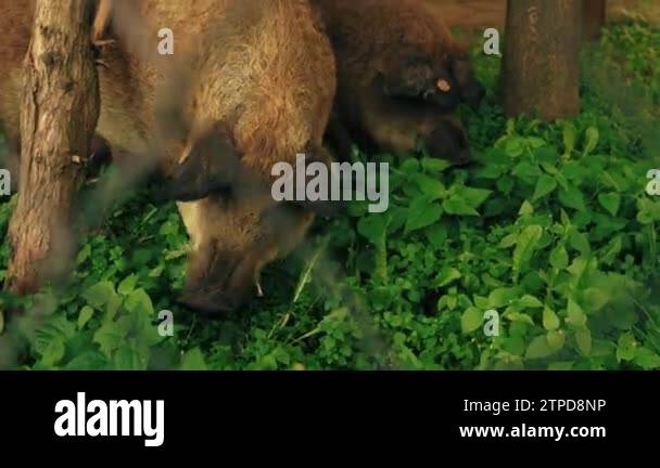 Hungarian mangalitsa Stock Videos & Footage - HD and 4K Video Clips - Alamy