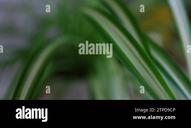 Close up of St. Bernards lily, Chlorophytum bichetii Karrer Backer ...