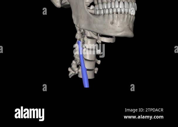The internal jugular vein is a paired venous structure that collects ...