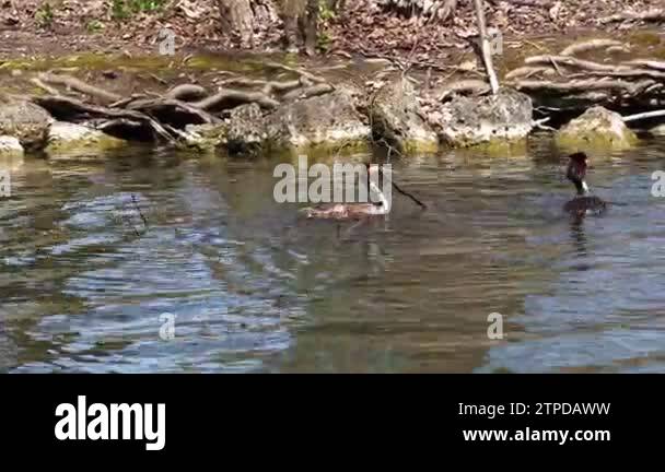 Crested small bird found Stock Videos & Footage - HD and 4K Video Clips ...