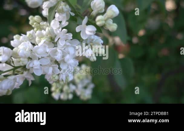 Syringa (lilac) is genus of 12 currently recognized species of ...