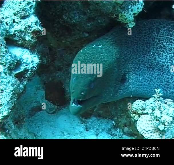 Giant Morey eel (Gymnothorax javanicus) is very common for Red sea. Red ...