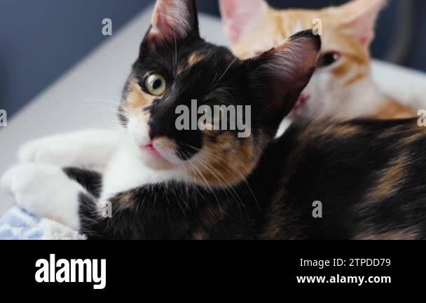 Napping animals Stock Videos & Footage - HD and 4K Video Clips - Alamy