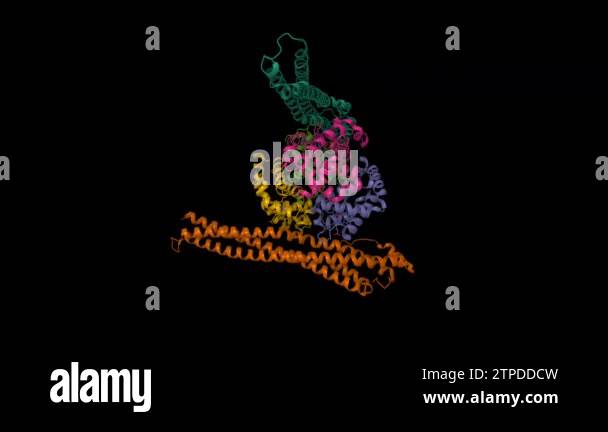 Trypanosoma congolense haptoglobin-haemoglobin receptor (top and bottom ...