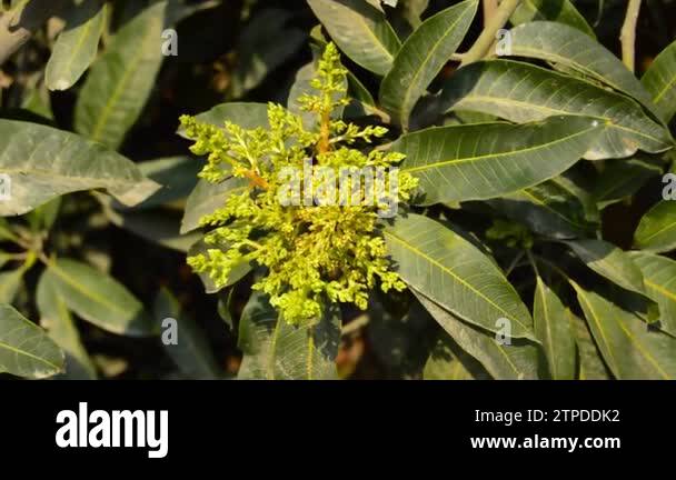 Mango trees in bangladesh Stock Videos & Footage - HD and 4K Video ...