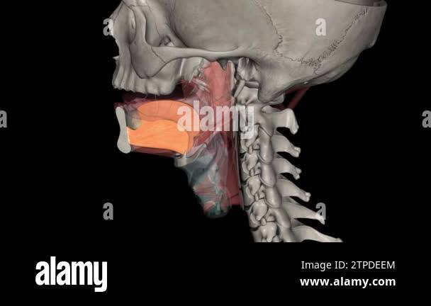 genioglossus is one of the paired extrinsic muscles of the tongue Stock ...