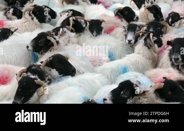 Herd many sheep crowded together Stock Videos & Footage - HD and 4K ...