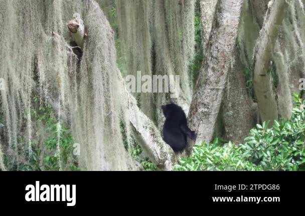 Spectacled bear in tree Stock Videos & Footage - HD and 4K Video Clips ...