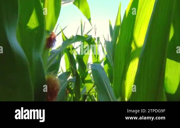 Young corn seedling field. Maize leaves moving on sun rays. Corn lush ...