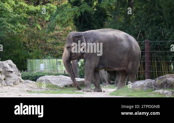 The Asian or Asiatic elephant, Elephas maximus is the only living ...