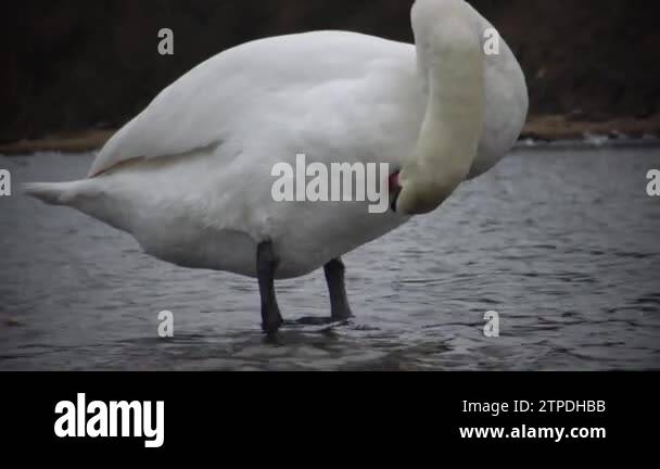 Cygnus species Stock Videos & Footage - HD and 4K Video Clips - Alamy