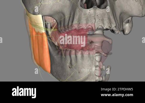 The superficial head originates at the maxillary process of the ...