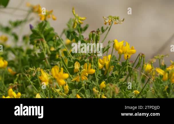 Coronilla valentina, shrubby scorpion-vetch or scorpion vetch, is ...