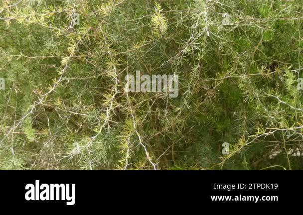 Asparagus albus white plant species Stock Videos & Footage - HD and 4K ...