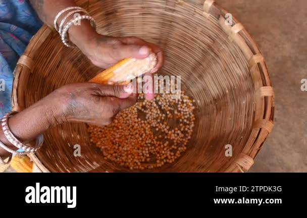 Separating corn seeds from corn cobs. Removing the yellow kernels of ...