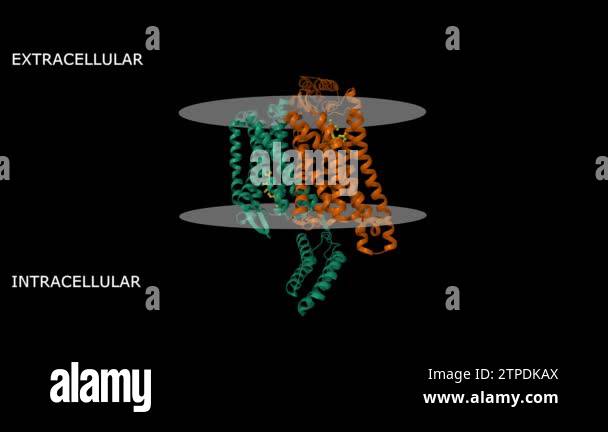 Structure of the active delta opioid receptor in complex with the small ...