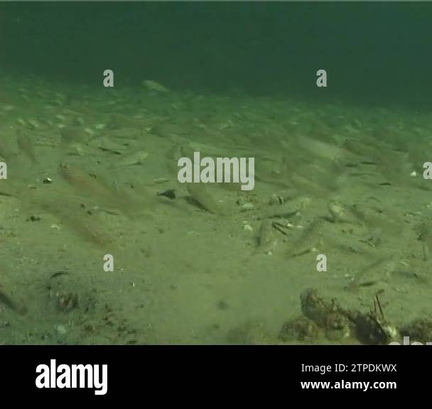 The round goby (Neogobius melanostomus) is a euryhaline bottom-dwelling ...