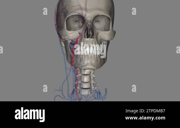 The facial artery is a branch of the external carotid artery that ...