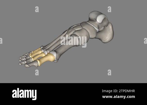 the proximal, or first bone, in the fingers when counting from the hand ...