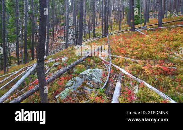 Clark national forest Stock Videos & Footage - HD and 4K Video Clips ...