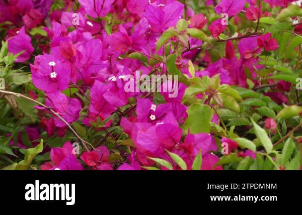 Bougainvillea are also known as buganvilla, bugambilia, bouganvilla ...