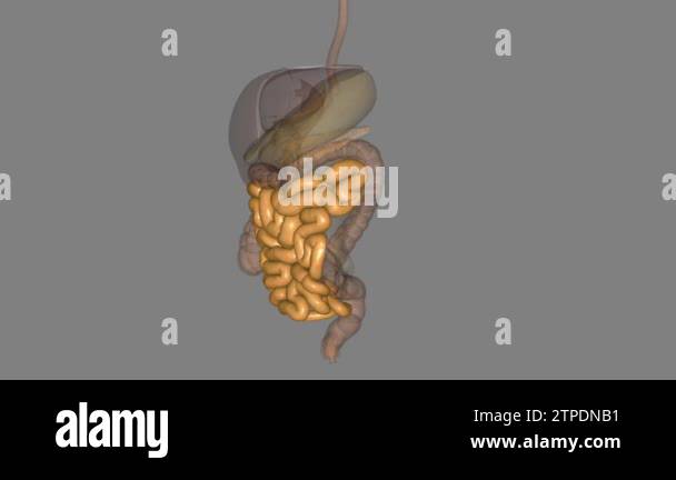The small intestine (also referred to as the small bowel) is the ...