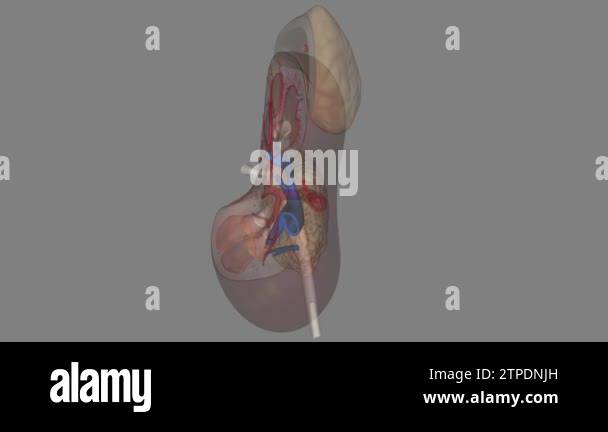 The renal veins in the renal circulation, are large-calibre veins that ...
