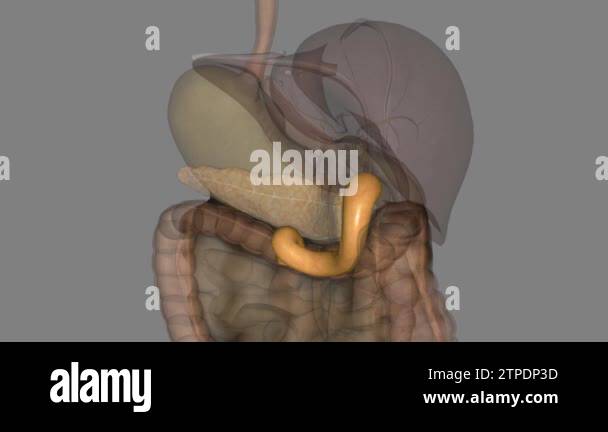The duodenum is the initial C-shaped segment of the small intestine and ...