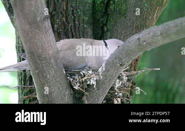 Mourning Doves (Zenaida macroura) on a linder tree branch in the nest ...