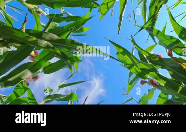 View from below at corn plants and blue sky. Movement of corn crops ...