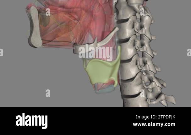 The thyrohyoid membrane (or hyothyroid membrane) is a broad, fibro ...