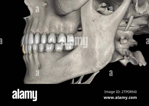 The mandibular central incisor is the tooth located on the jaw ...