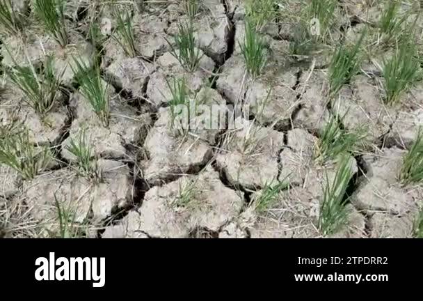 The effects of El Nino make the rice fields dry and cracked Stock Video ...