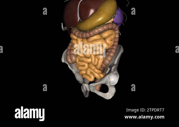 The small intestine (also referred to as the small bowel) is the ...