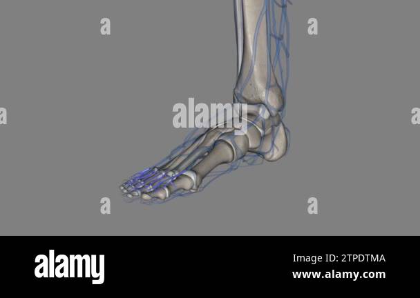The dorsal digital arteries of the foot supply freshly oxygenated blood ...